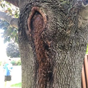Oozing Sap on Trees: What It Means and When to Worry