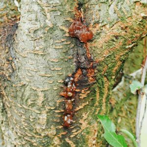 Oozing Sap on Trees: What It Means and When to Worry